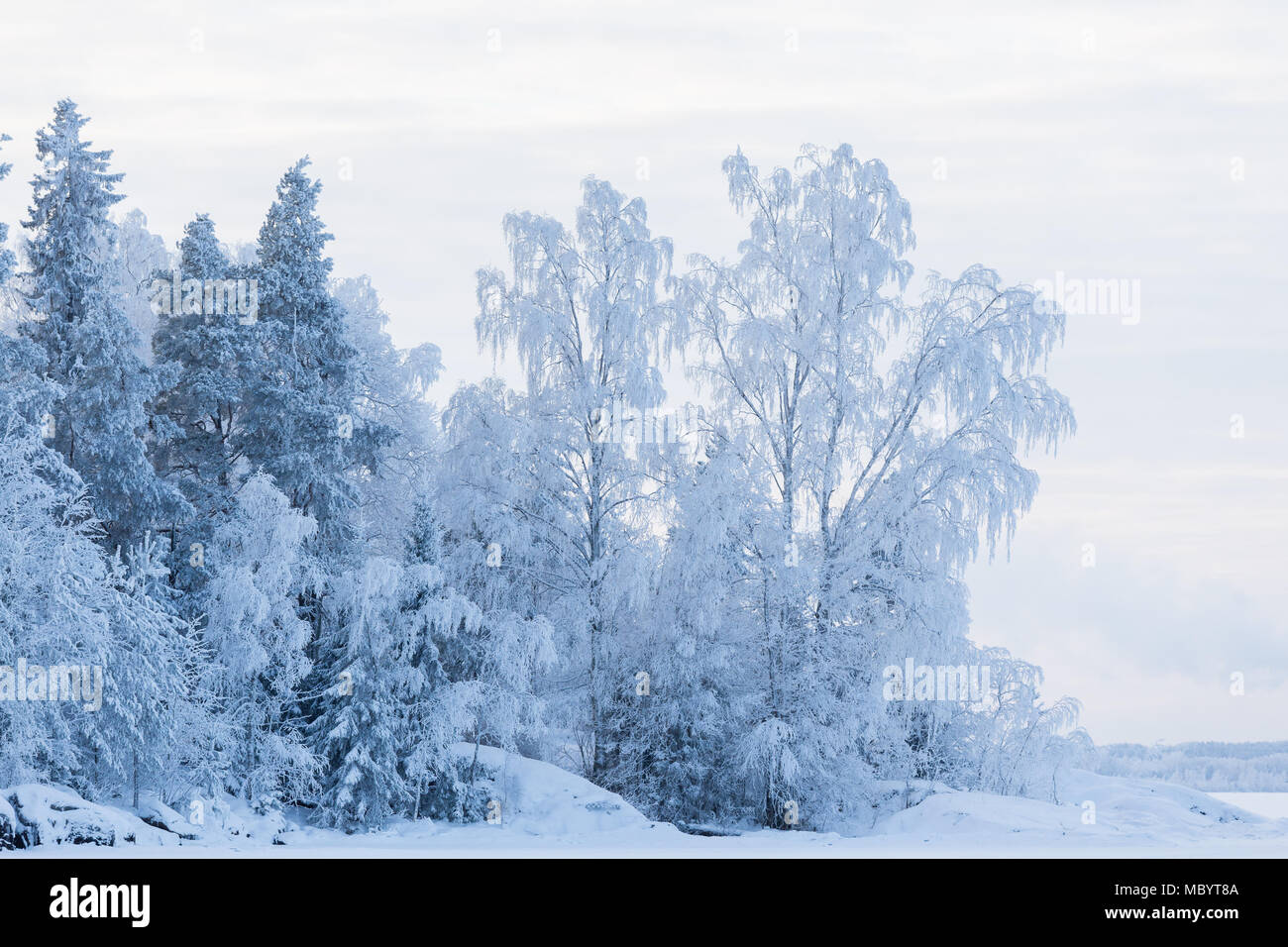 Alberi coperti di neve e brina ghiacciata immagini e fotografie stock ...