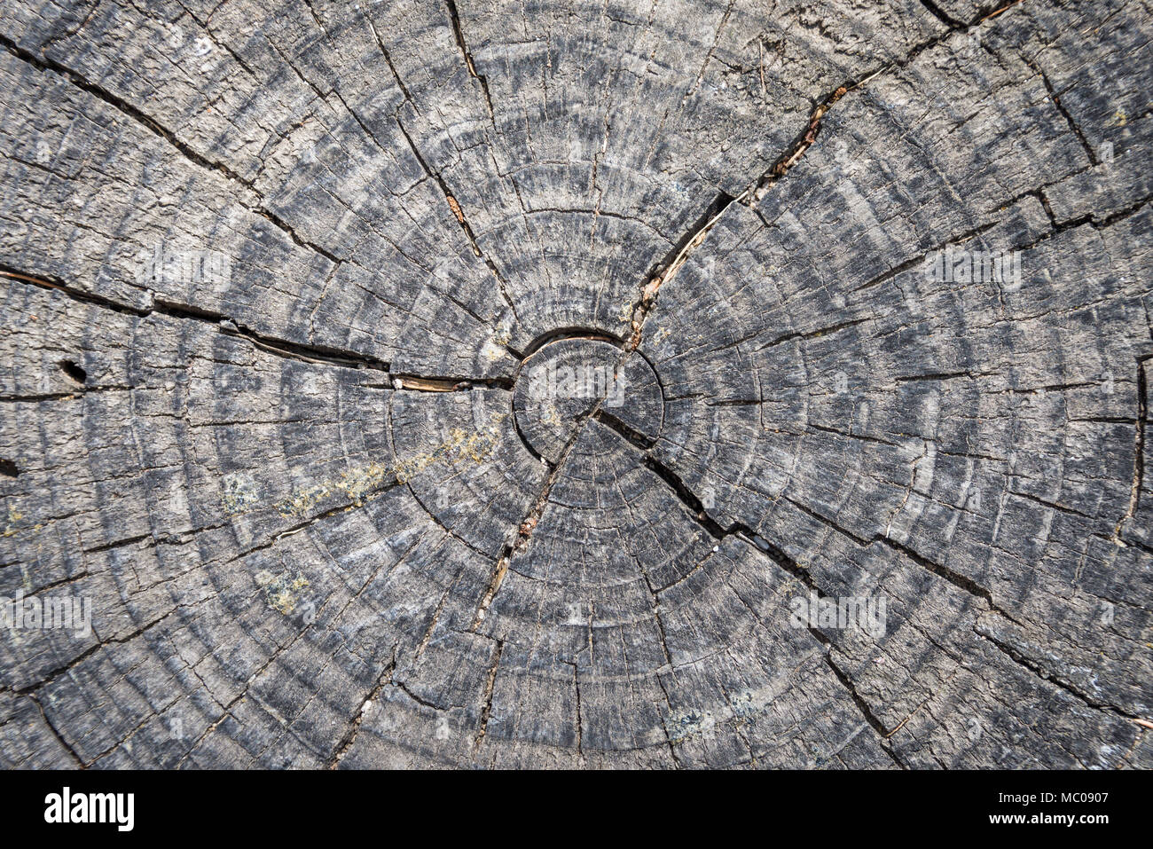 Taglio di un albero in primo piano immagini e fotografie stock ad alta ...