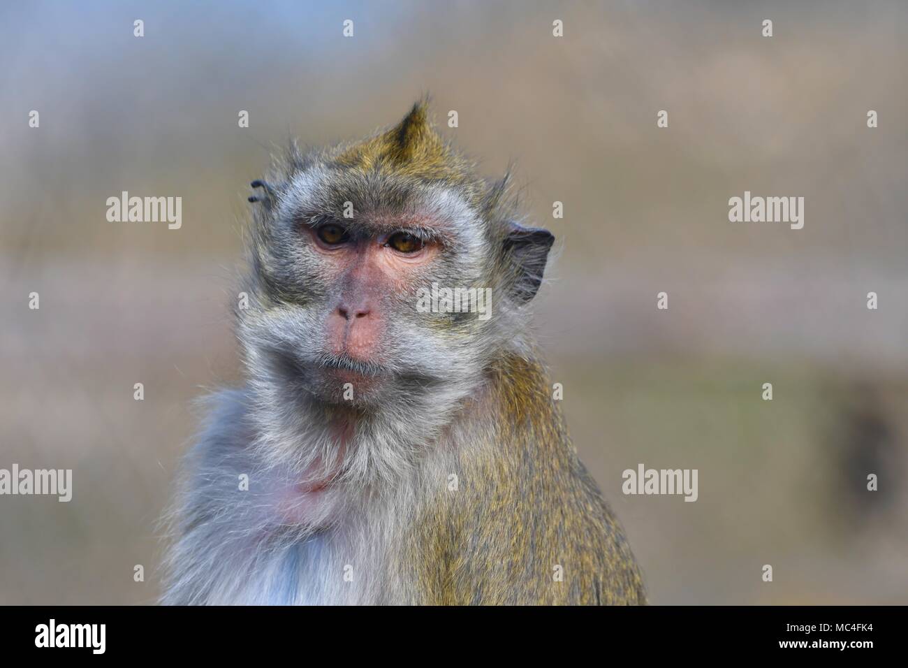 Scimmia divertente immagini e fotografie stock ad alta risoluzione - Alamy