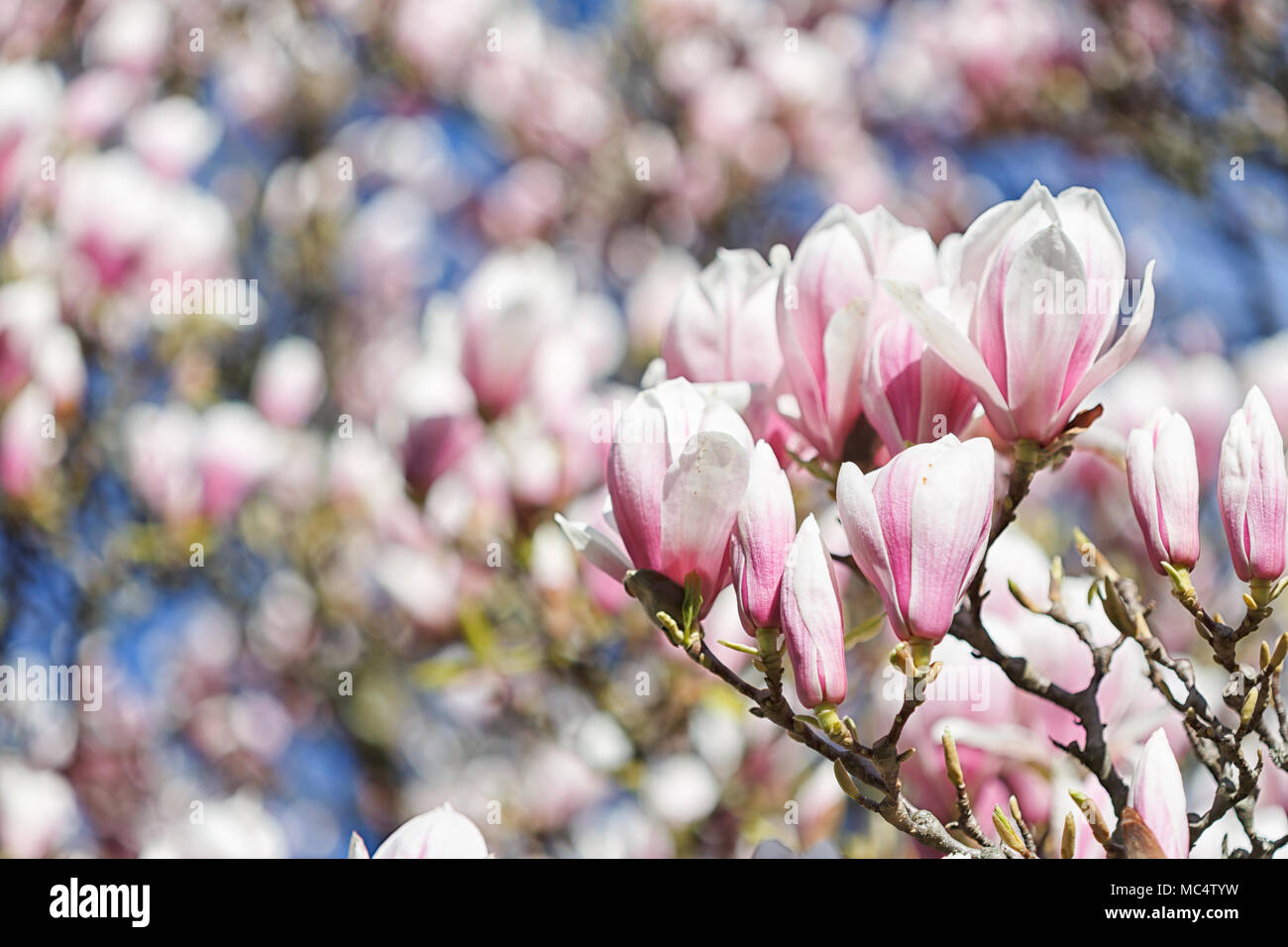Albero Di Magnolia Grandiflora Immagini e Fotos Stock - Alamy