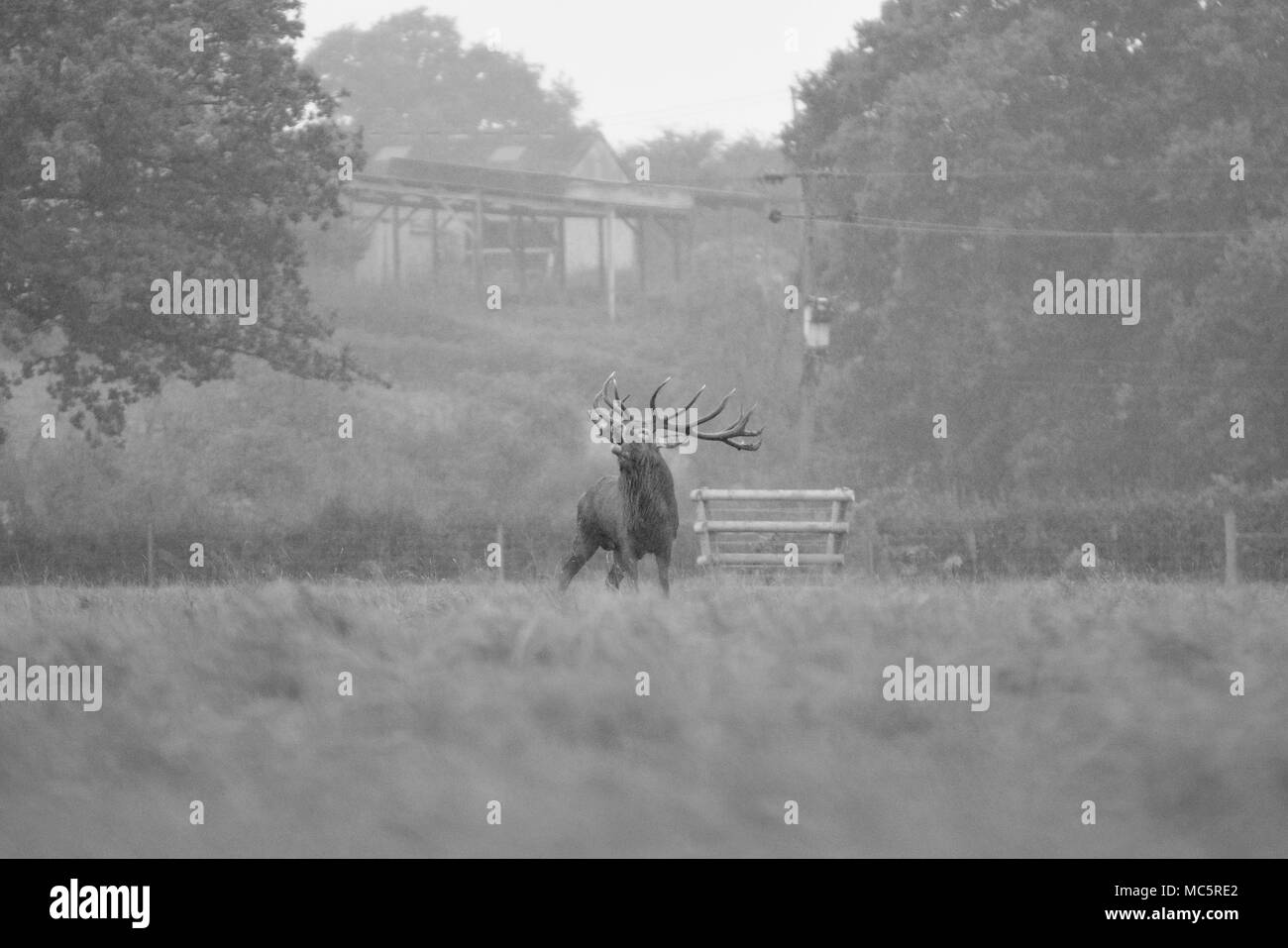 Cervo bianco nero immagini e fotografie stock ad alta risoluzione - Alamy
