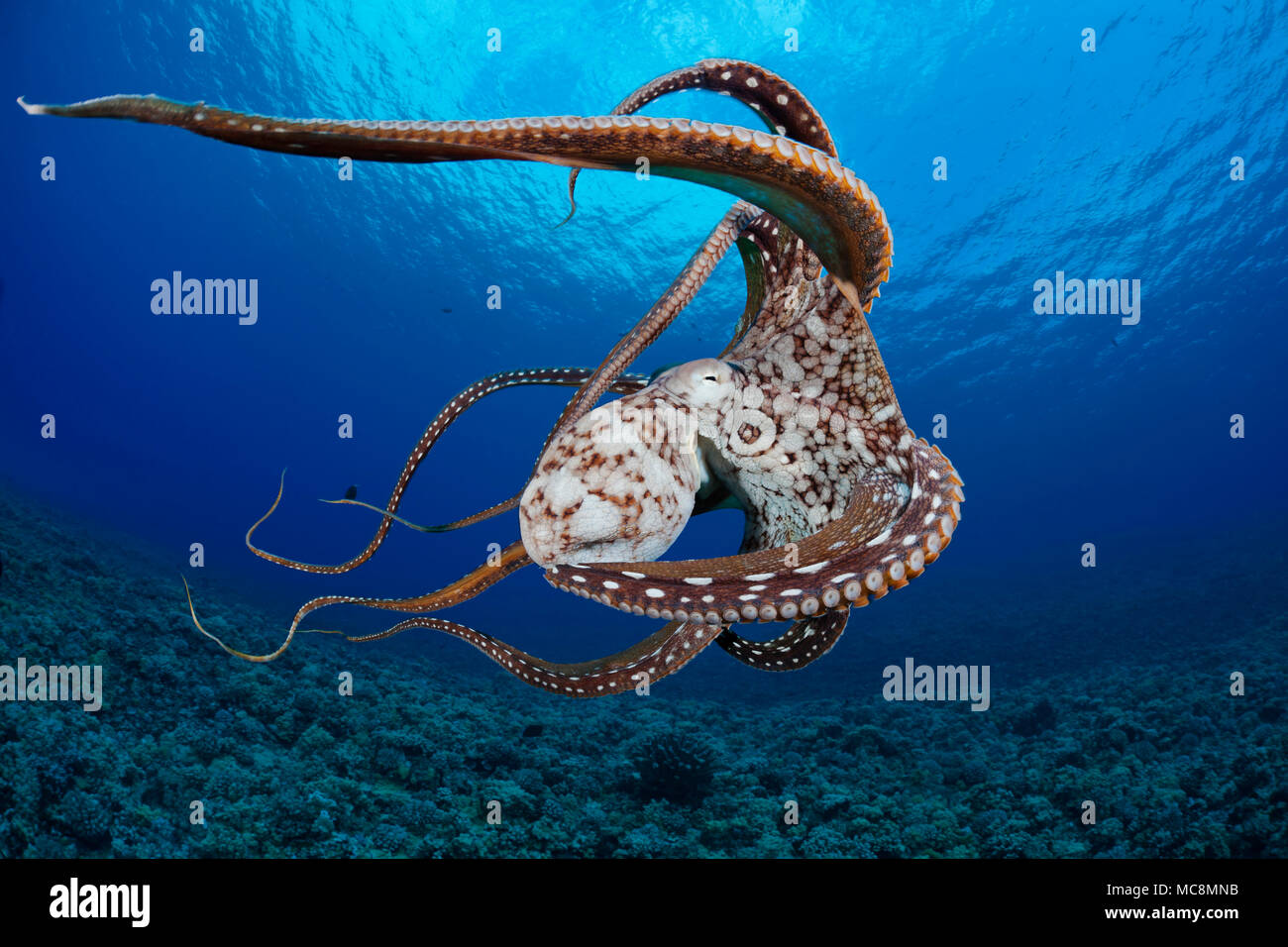 Questa vista mostra alcune delle ventose su questo otto cefalopodi ...