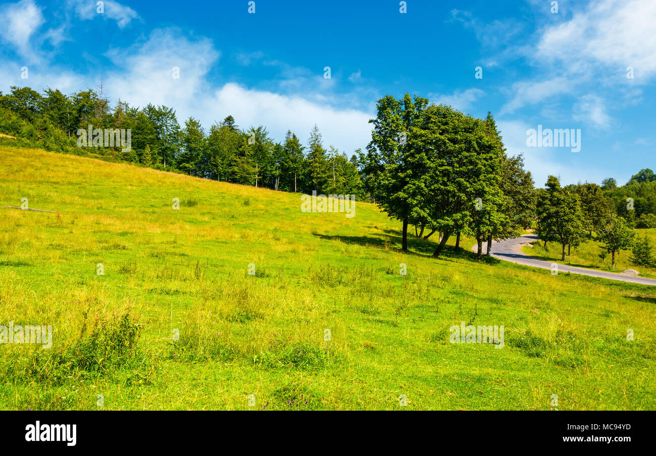 Alberi sulla collina erbosa lungo la strada. vivid paesaggio estivo in ...