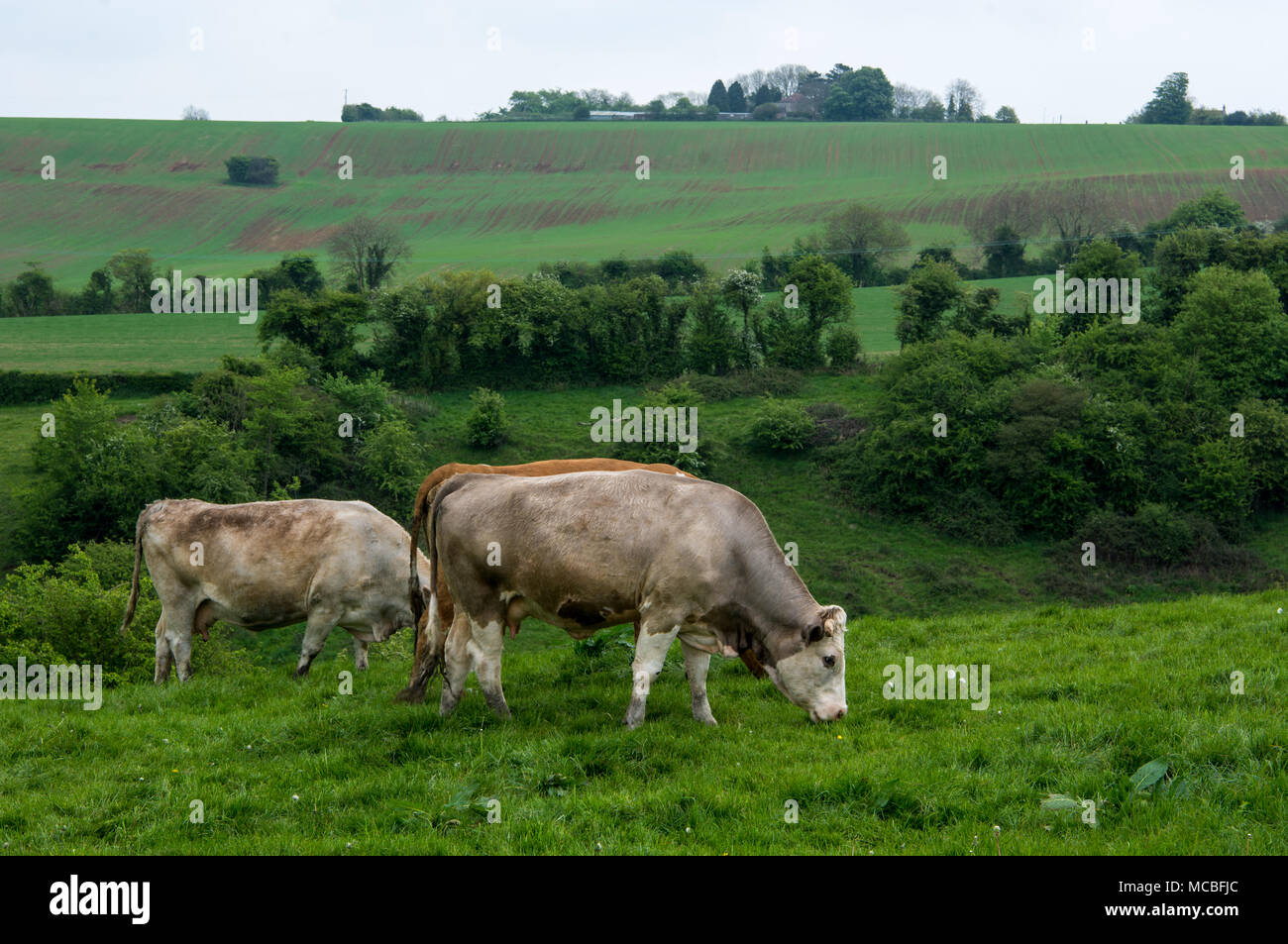 Mucche al pascolo nel prato immagini e fotografie stock ad alta ...