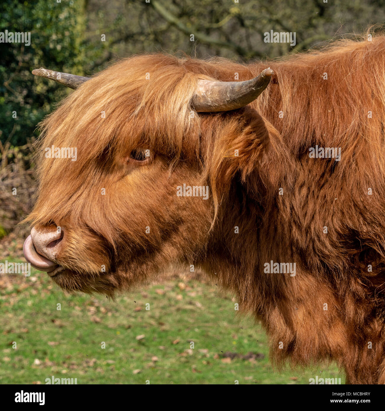 Mucca che si lecca il naso con la lingua immagini e fotografie stock ad ...