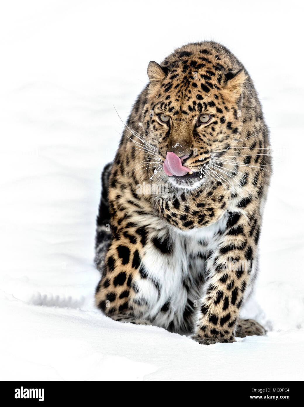 Amur leopardo immagini e fotografie stock ad alta risoluzione - Alamy