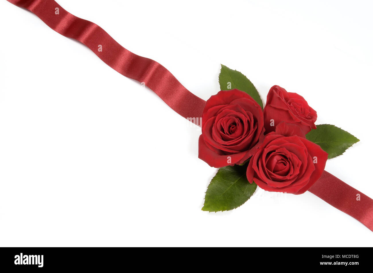 Rosa bianca con bordi rossi immagini e fotografie stock ad alta ...