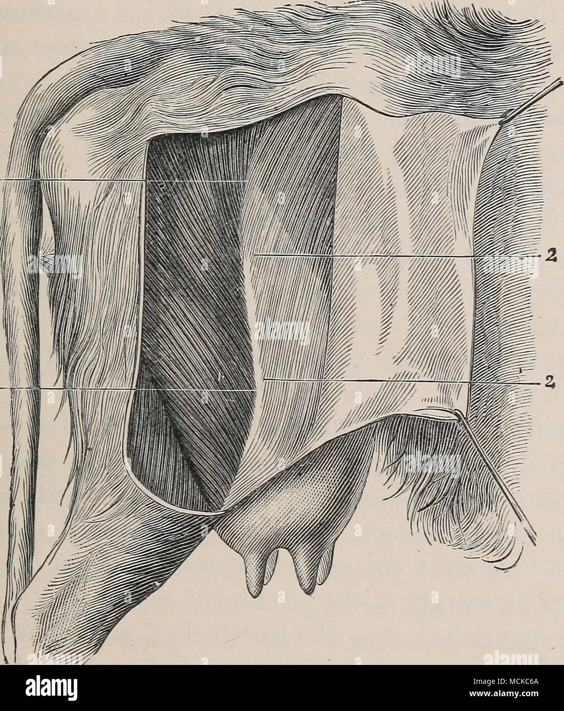 . Fig. 29.-i^rrangement esterni di ischio-muscolo tibiale. 1, il ...