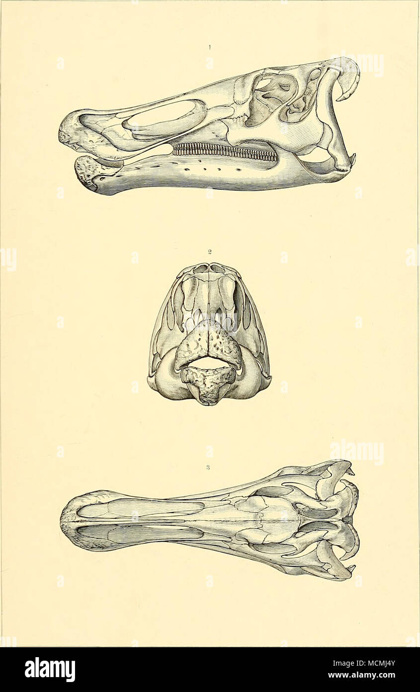 Claosaurus annectens immagini e fotografie stock ad alta risoluzione ...