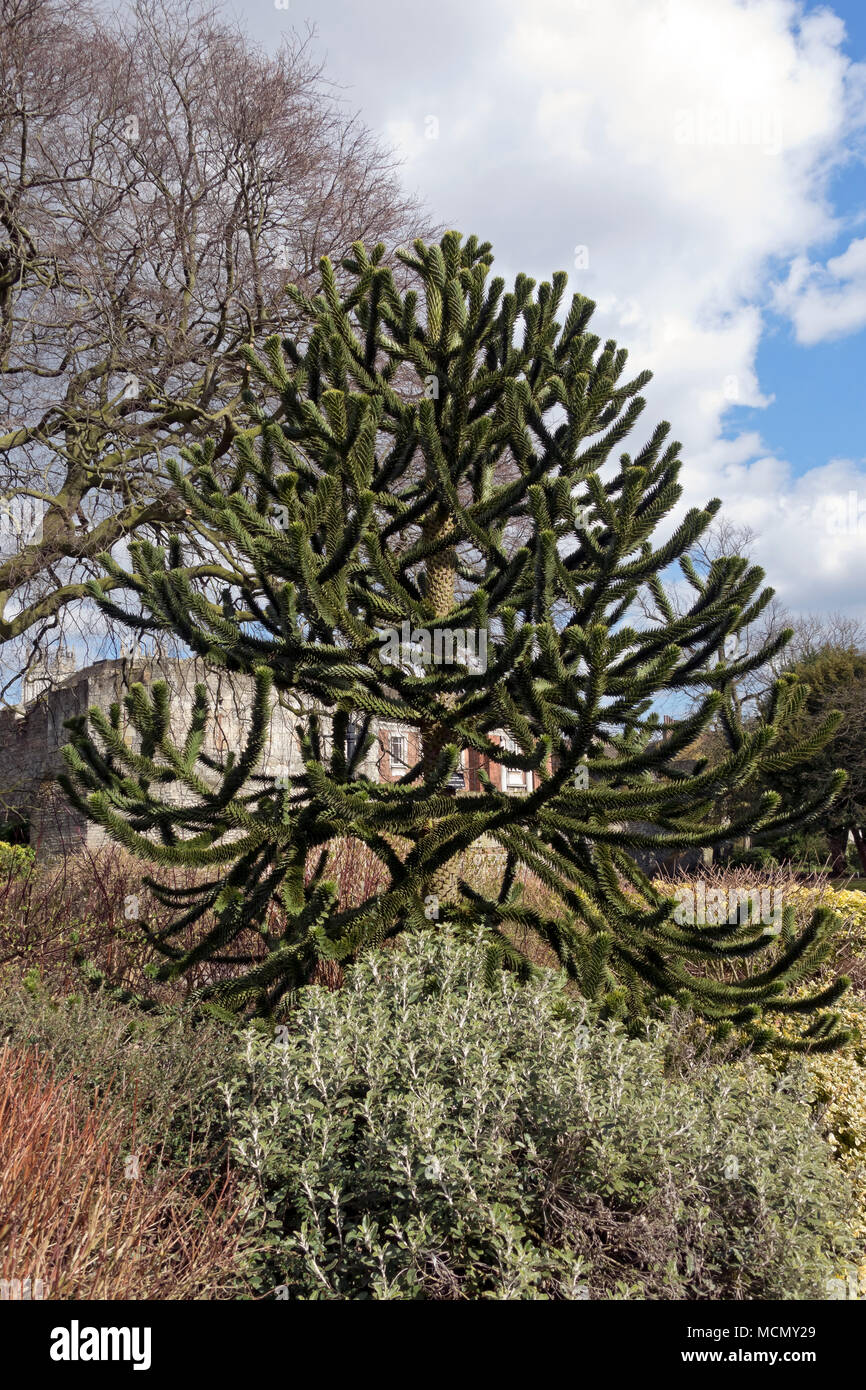 Albero di puzzle di scimmia in giardino Immagini e Fotos Stock - Alamy