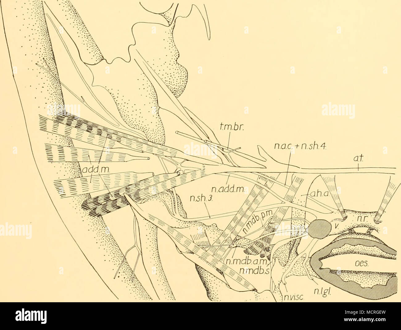 Ganglio sensoriale immagini e fotografie stock ad alta risoluzione - Alamy