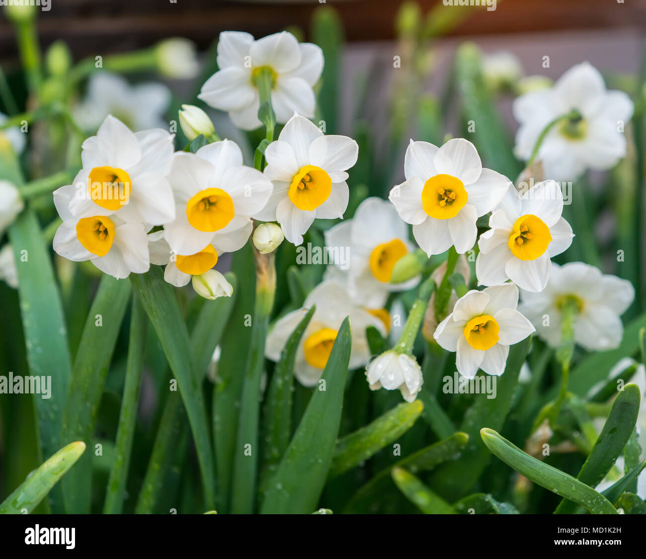 Fiore di narciso Foto stock - Alamy