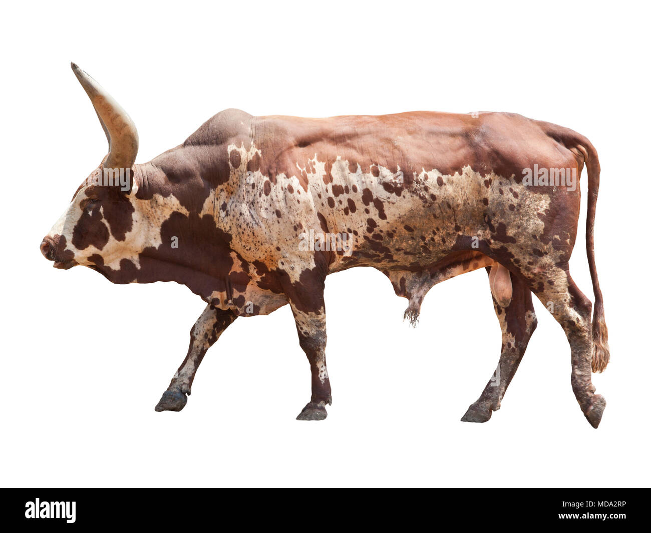 Parte del corpo di bue immagini e fotografie stock ad alta risoluzione ...