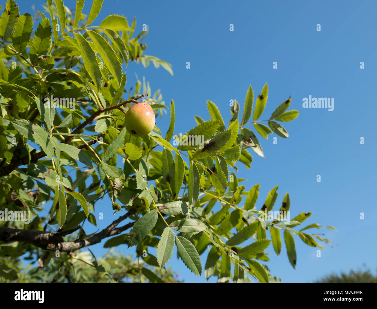 Sorb tree sorbus domestica immagini e fotografie stock ad alta ...