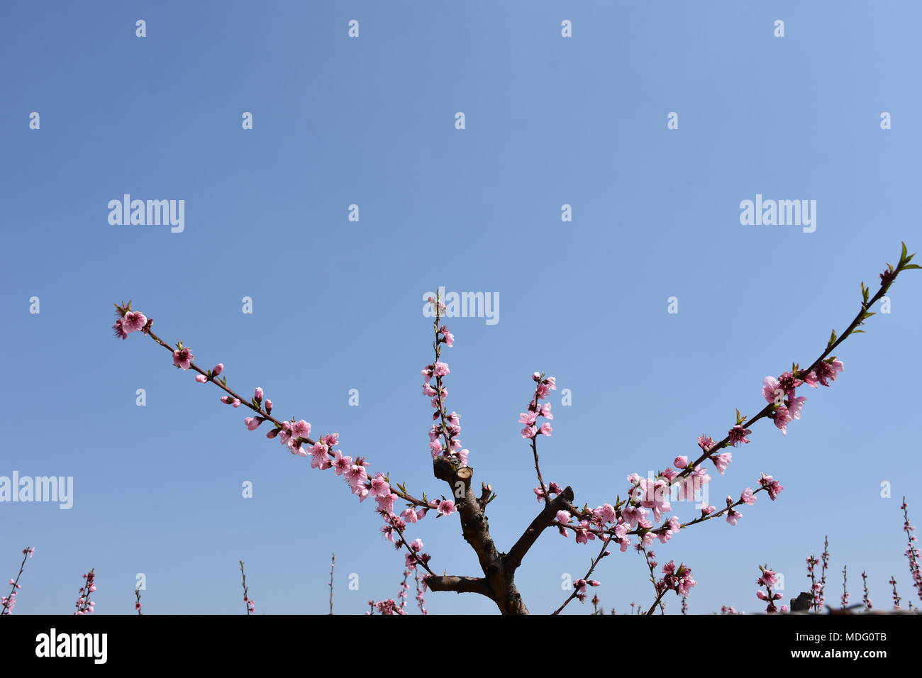 Albero Di Pesco In Fiore Immagini e Fotos Stock - Pagina 2 - Alamy