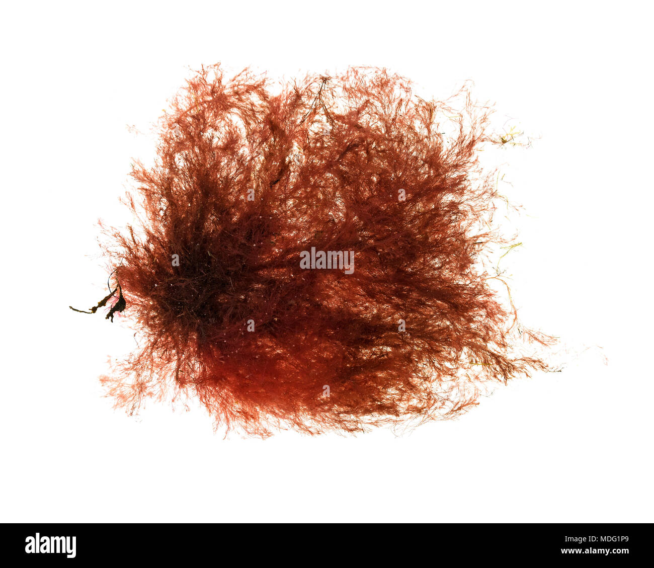 Alga rossa filamentosa immagini e fotografie stock ad alta risoluzione ...
