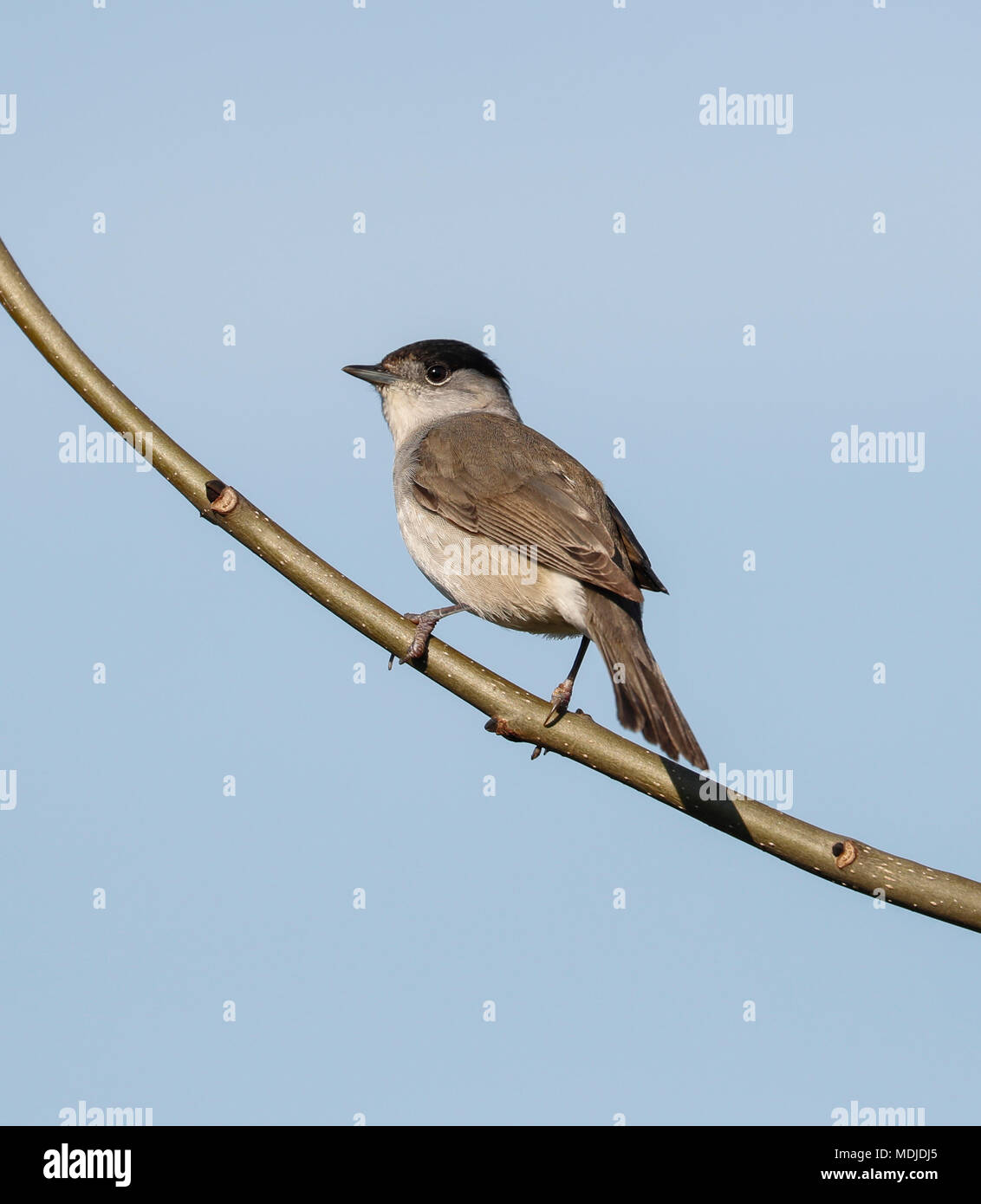 Capinera nella canzone immagini e fotografie stock ad alta risoluzione ...