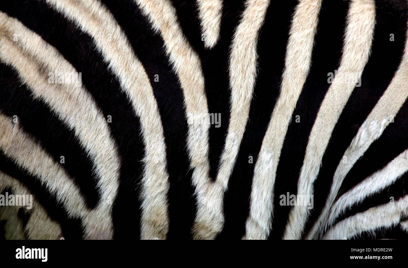 Indovina l'animale cosa sono io immagini e fotografie stock ad alta ...