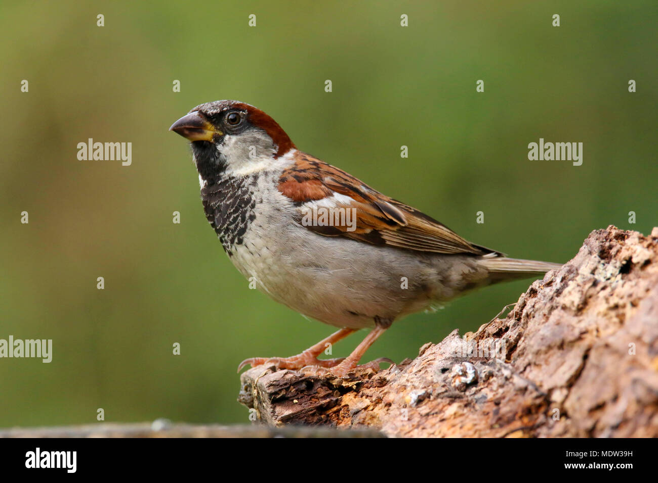 Passerotto maschio immagini e fotografie stock ad alta risoluzione - Alamy