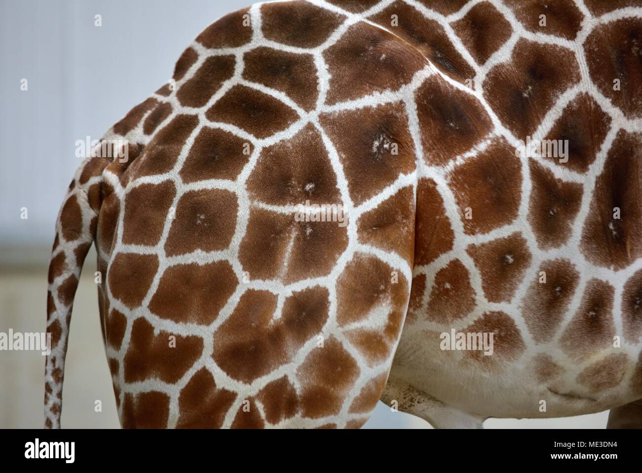 Indovina l'animale cosa sono io immagini e fotografie stock ad alta ...