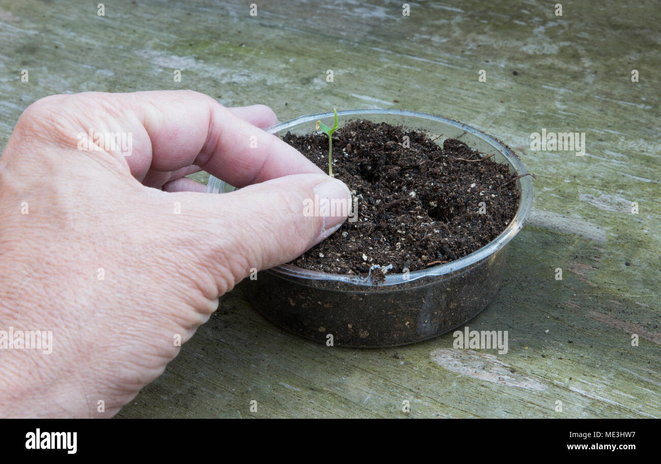 Semi di piantare piante a mano immagini e fotografie stock ad alta ...