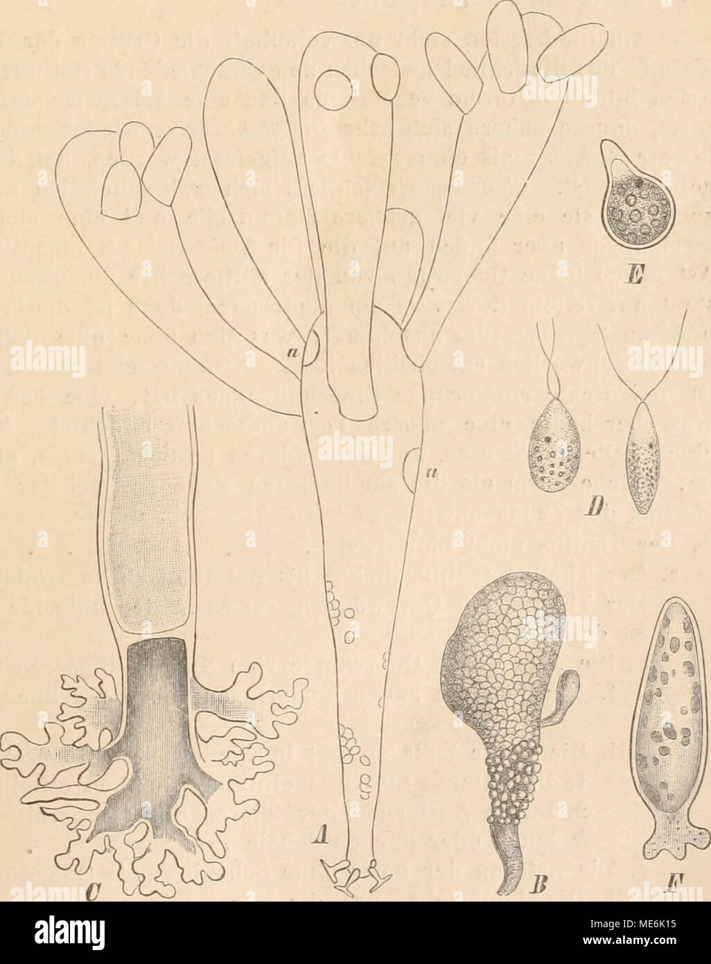 . Die Natürlichen Pflanzenfamilien nebst ihren Gattungen und ...