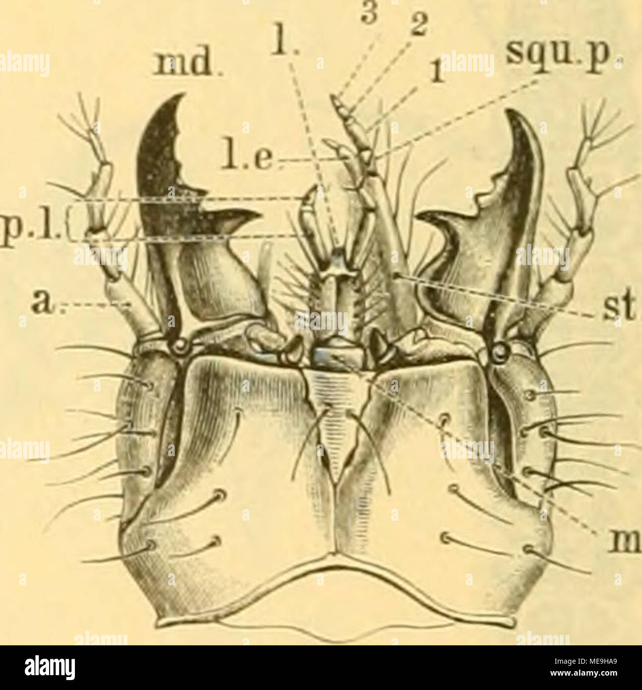 . Die Käfer von Mitteleuropa : Käfer der österreichisch-ungarischen ...