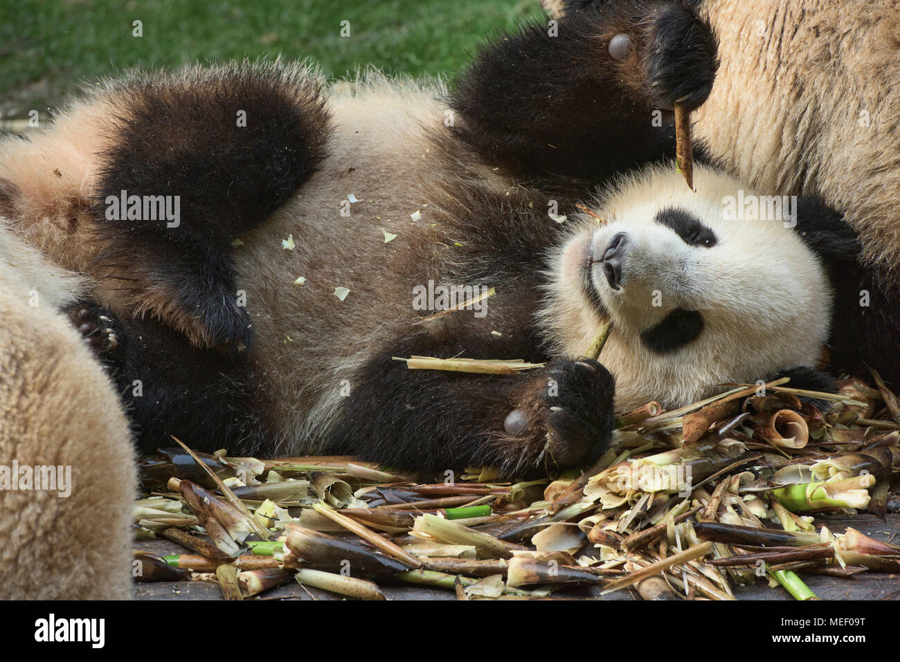 Panda gigante di mangiare il bambù a Chengdu Research Base del Panda ...