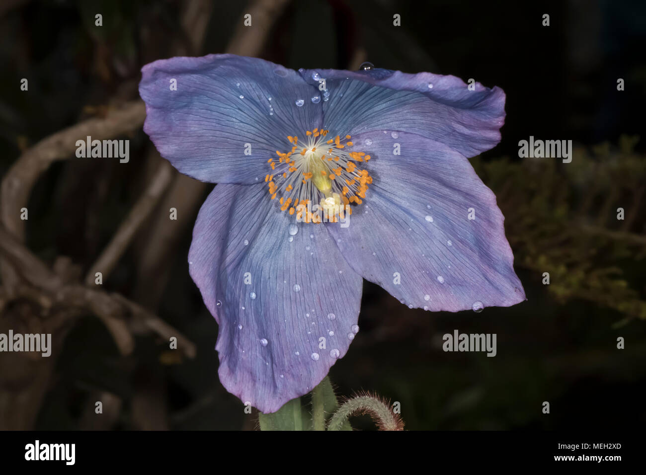 Flora e fauna himalayana immagini e fotografie stock ad alta ...
