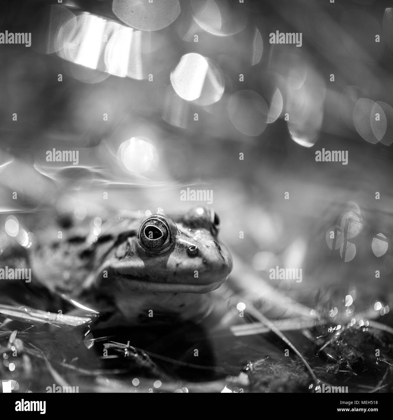 Ritratto di rana comune Foto e Immagini Stock in Bianco e Nero - Alamy