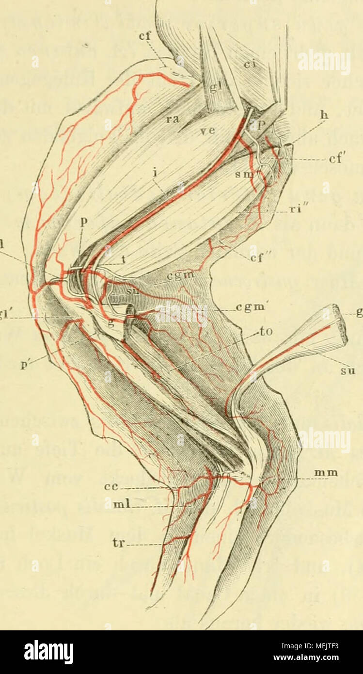 Anatomie der arterien immagini e fotografie stock ad alta risoluzione ...