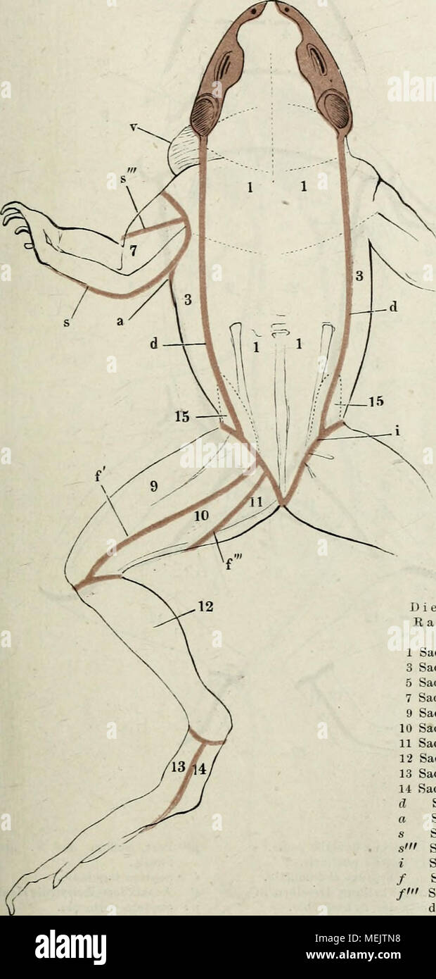 . Die anatomie des Frosches : ein Handbuch, . IJie Lymphsäcke vou Rana ...