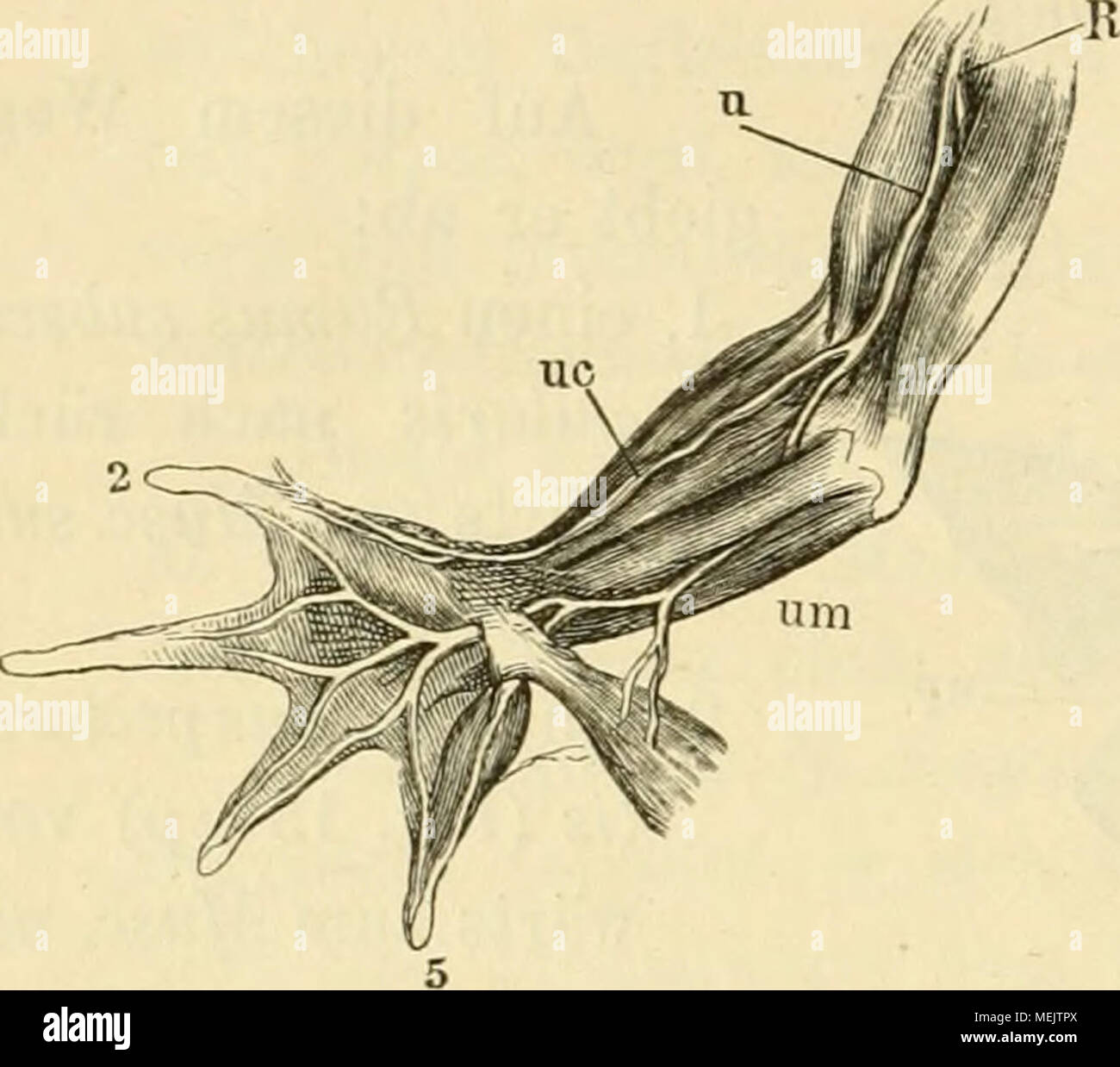 Extensor digitorum communis immagini e fotografie stock ad alta ...