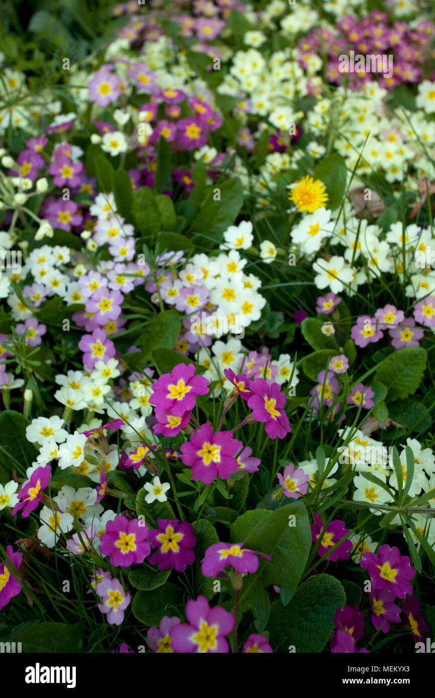 Primuline primule di piante da giardino immagini e fotografie stock ad ...
