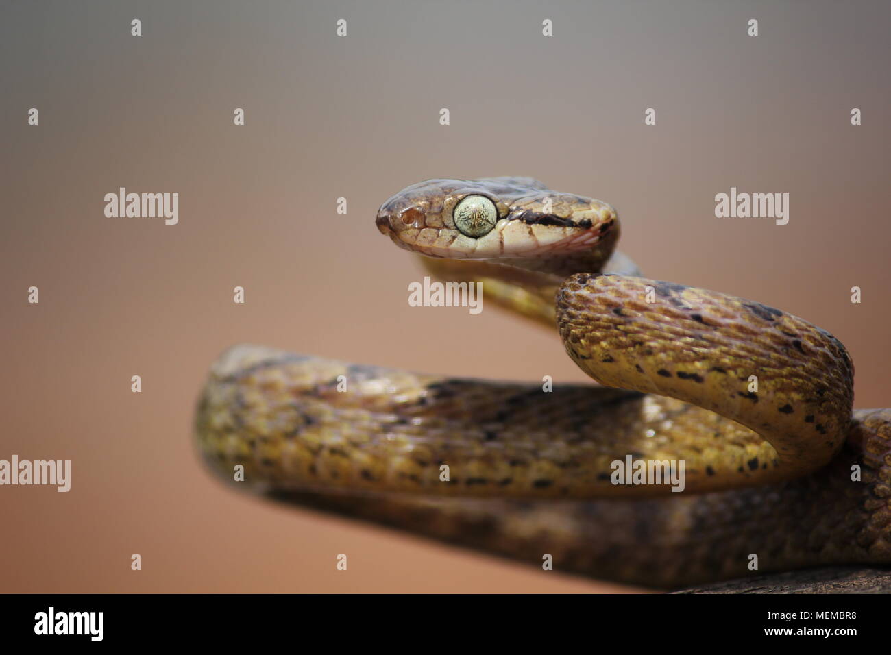 Serpente gatto indiano immagini e fotografie stock ad alta risoluzione ...
