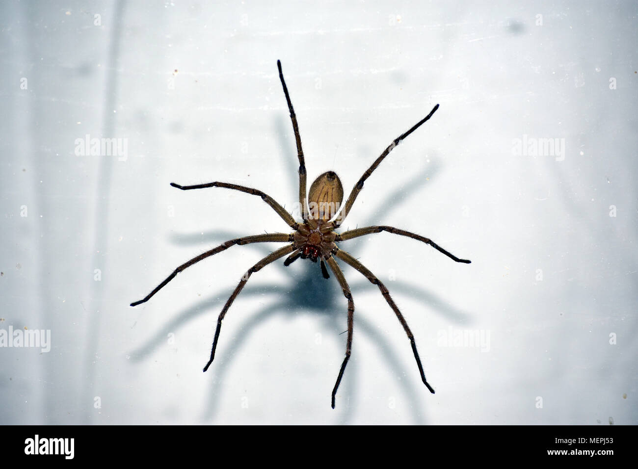 Ragno cacciatore sparassidae immagini e fotografie stock ad alta ...