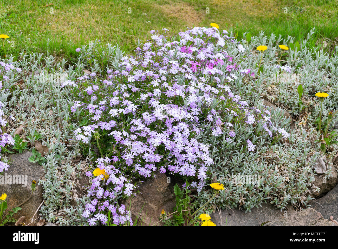 Erba del parco immagini e fotografie stock ad alta risoluzione - Alamy