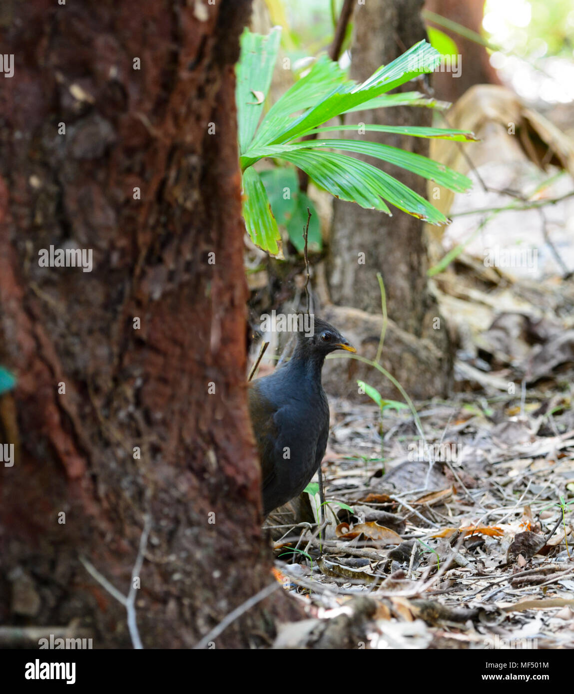 Daintree rainforest animals immagini e fotografie stock ad alta ...