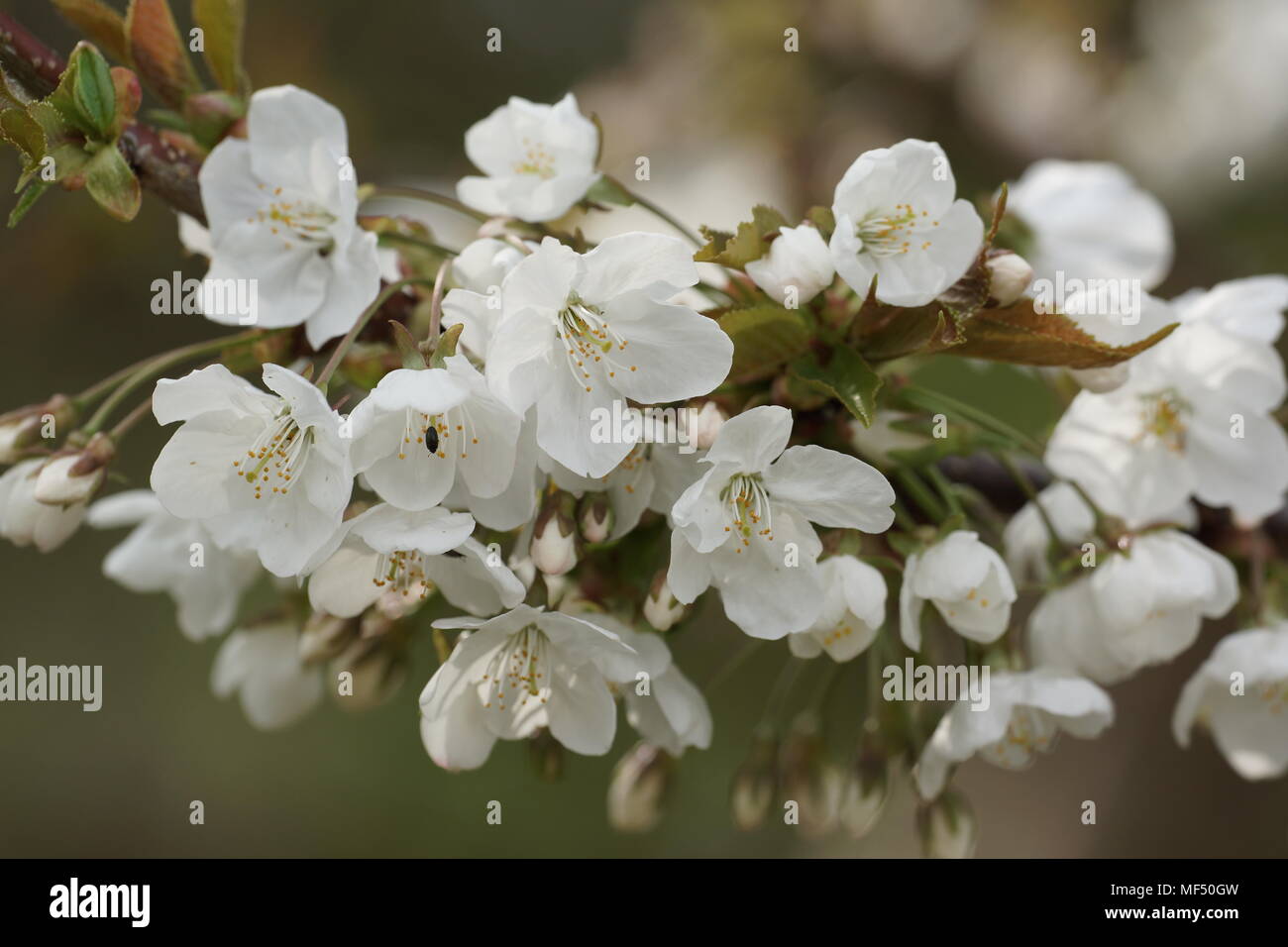 Prunus avium immagini e fotografie stock ad alta risoluzione - Alamy