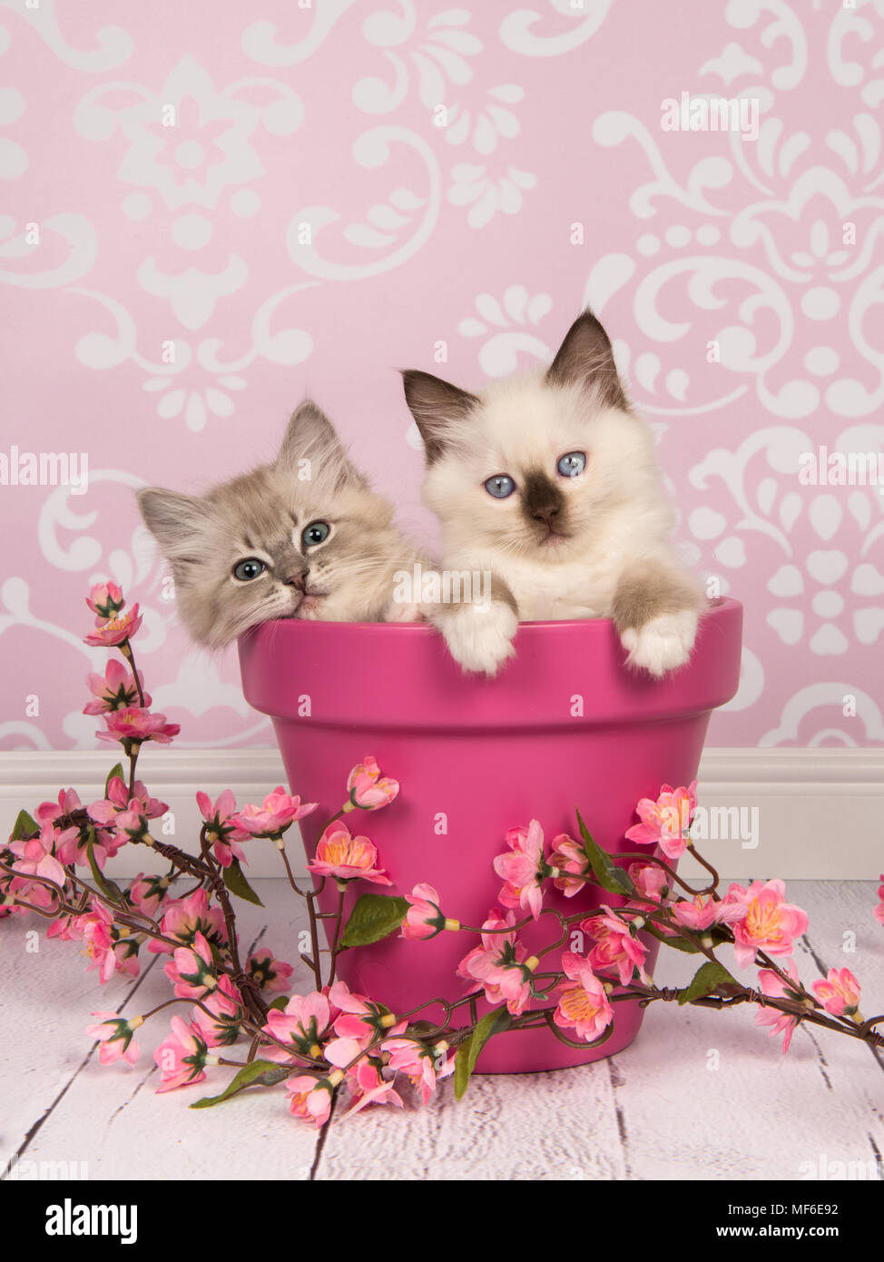 Due rag doll baby gatti in un vaso di fiori di colore rosa con fiori di ...