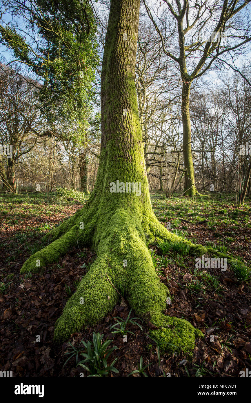 Il frassino del tronco e radici Foto stock - Alamy
