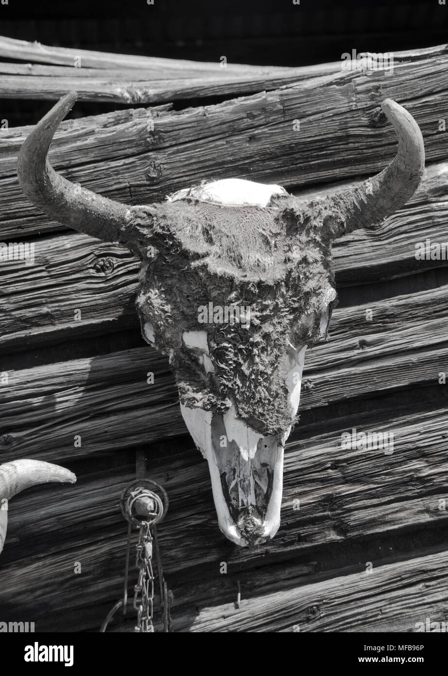 Trofeo di teschio di bufalo immagini e fotografie stock ad alta ...