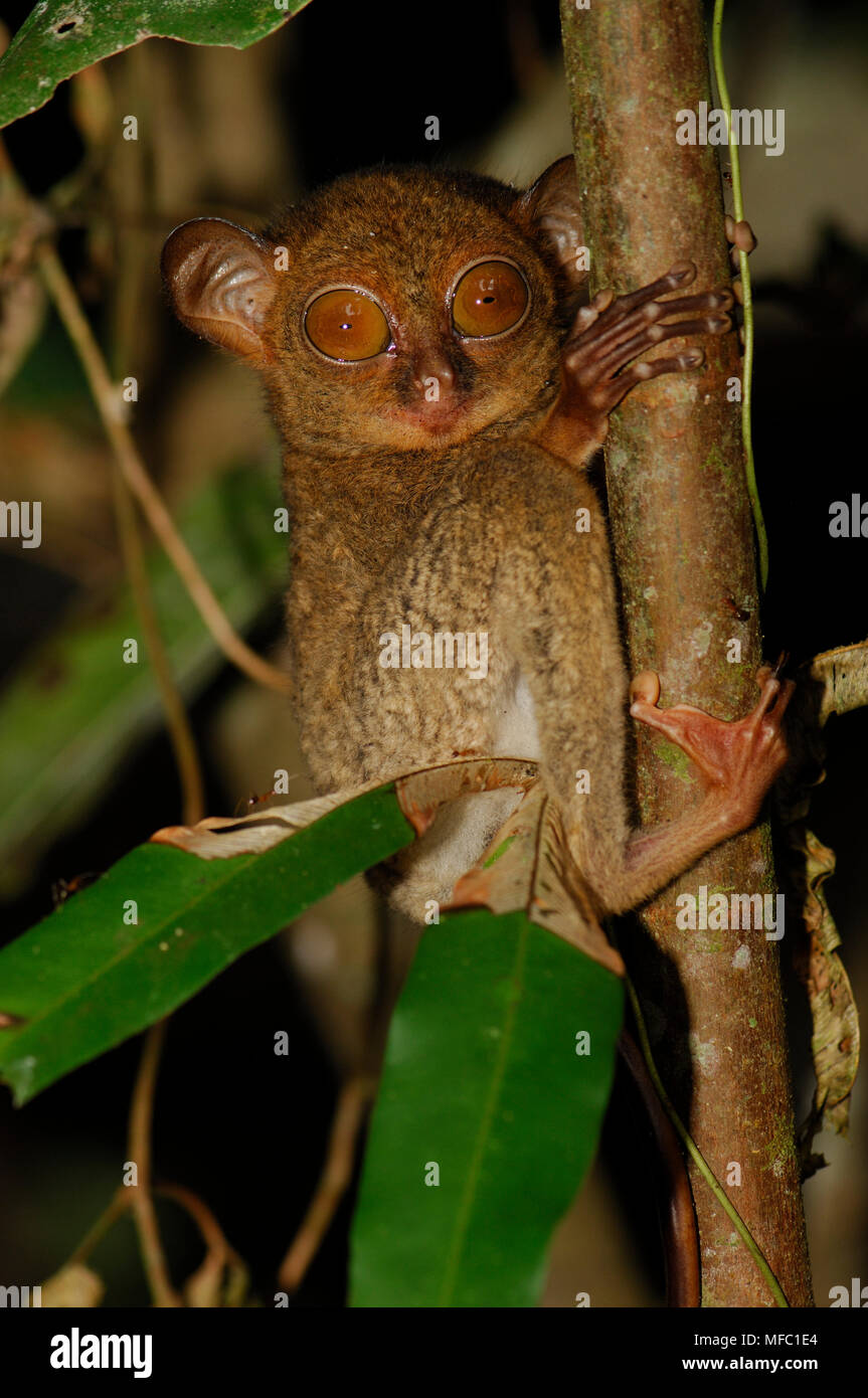 Tarsieri occidentali tarsius bancanus immagini e fotografie stock ad ...