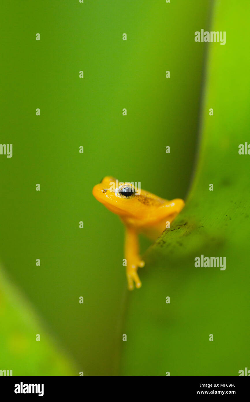 Carro armato gigante bromeliad immagini e fotografie stock ad alta ...