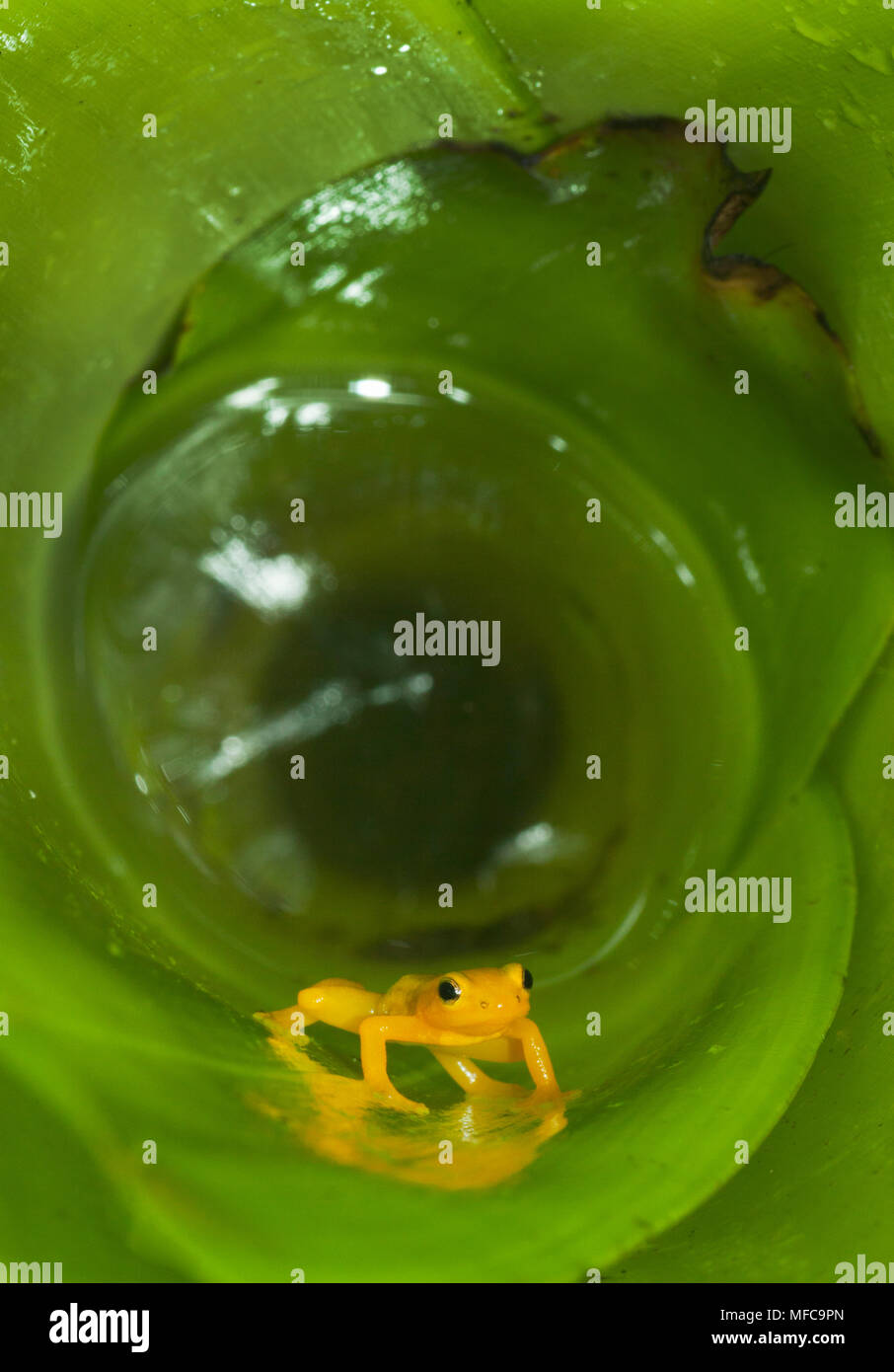 Carro armato gigante bromeliad immagini e fotografie stock ad alta ...