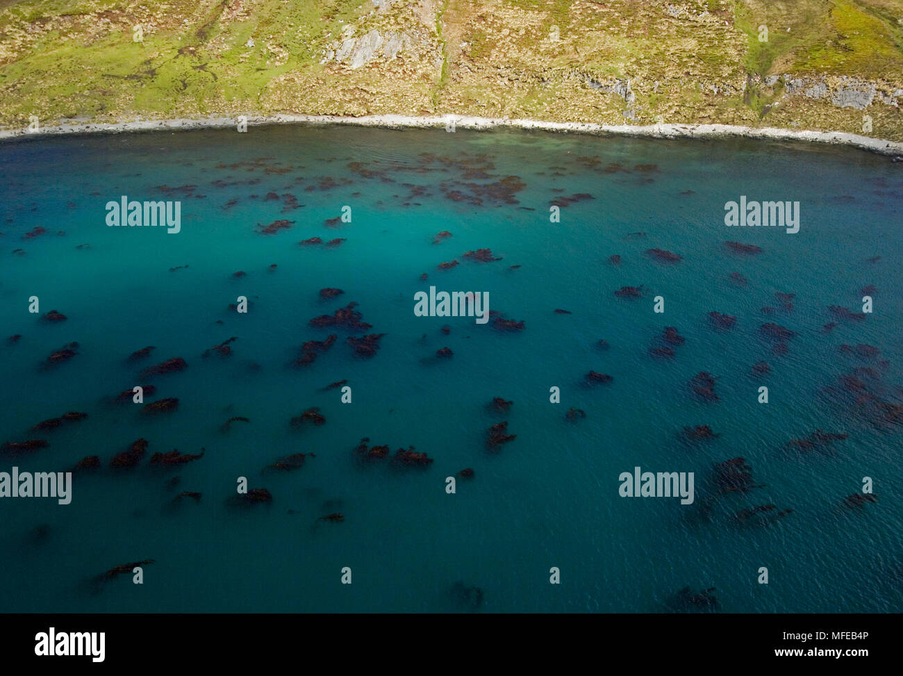 Durvillea antartide immagini e fotografie stock ad alta risoluzione - Alamy