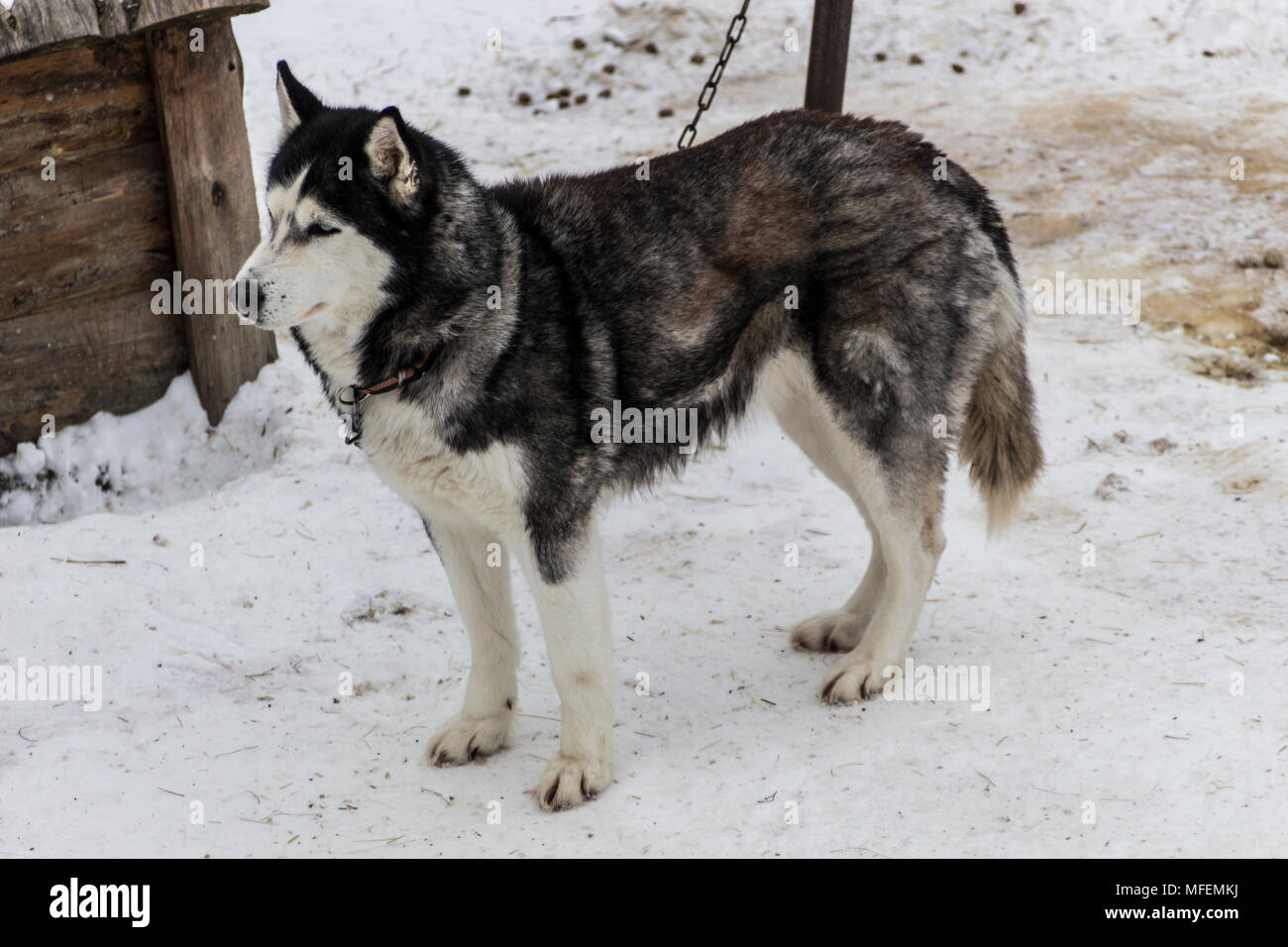Laika dog space immagini e fotografie stock ad alta risoluzione - Alamy