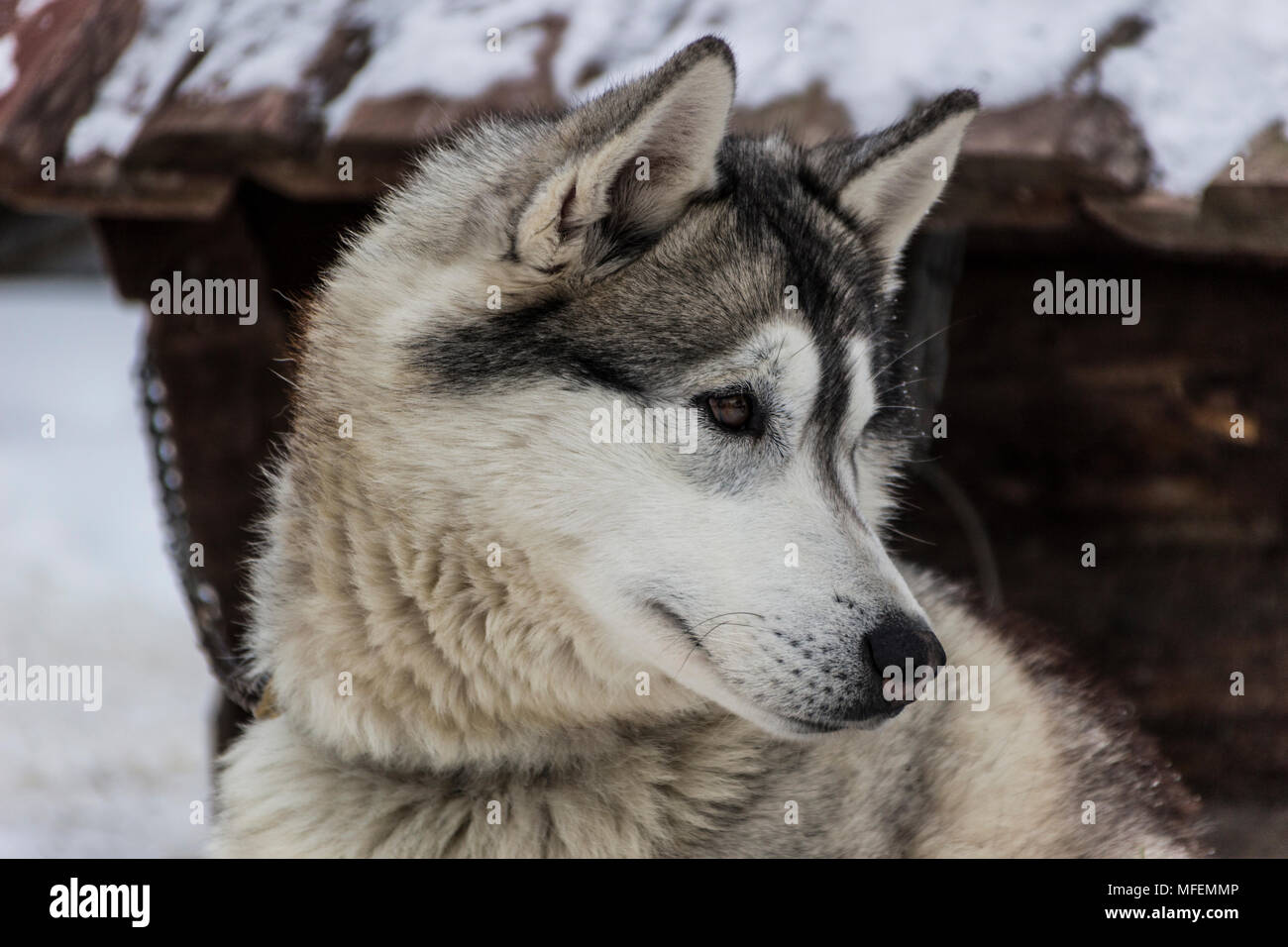 Laika dog space immagini e fotografie stock ad alta risoluzione - Alamy