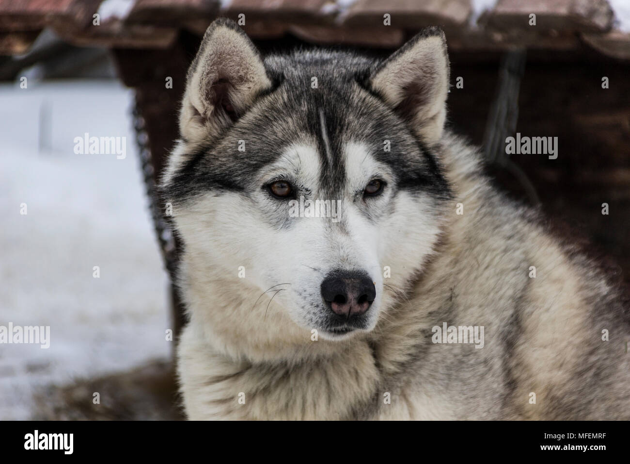 Laika Dog Space Immagini e Fotos Stock - Alamy