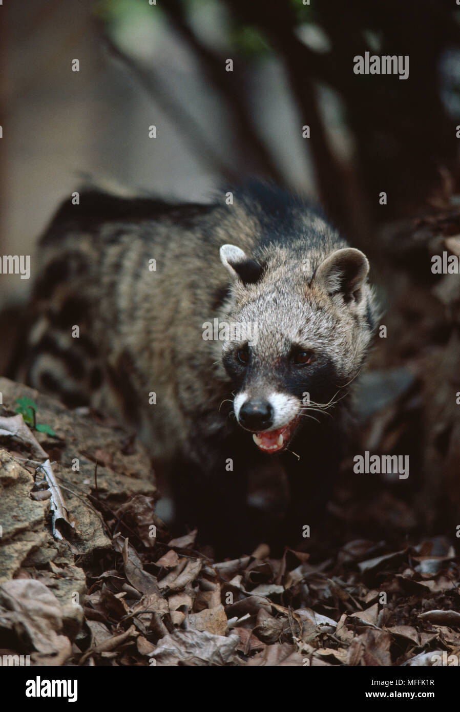 African civet immagini e fotografie stock ad alta risoluzione - Alamy